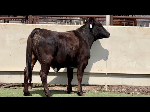 Bred Beefmaster Cross Heifer - J&J Cattle Co