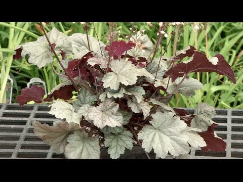 Prairie Yard & Garden: Can You Say Heuchera?