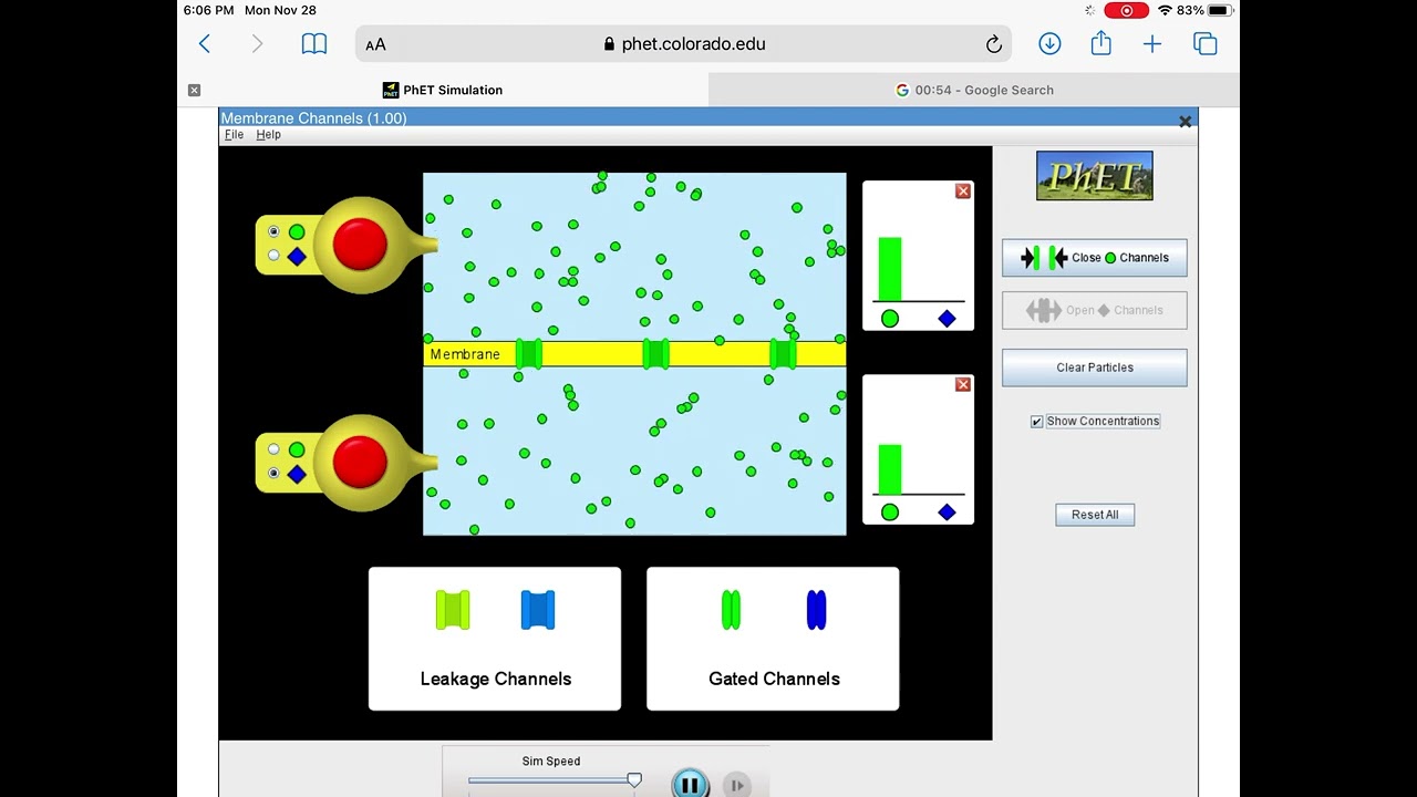 Phet Simulation - Diffusion Activity (Part 3)