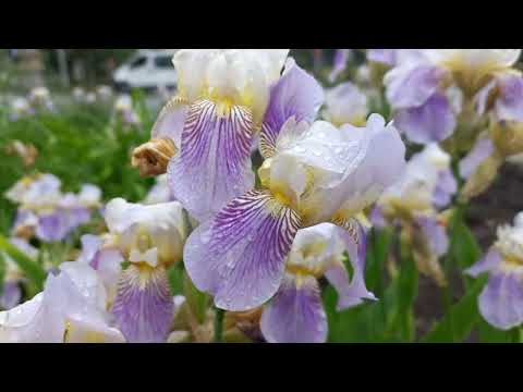 КВІТНУТЬ ІРІСИ, КИЇВ, УКРАЇНА. Irises Flowers in Blossom, Kyiv, Ukraine. Raining Day. #kyiv