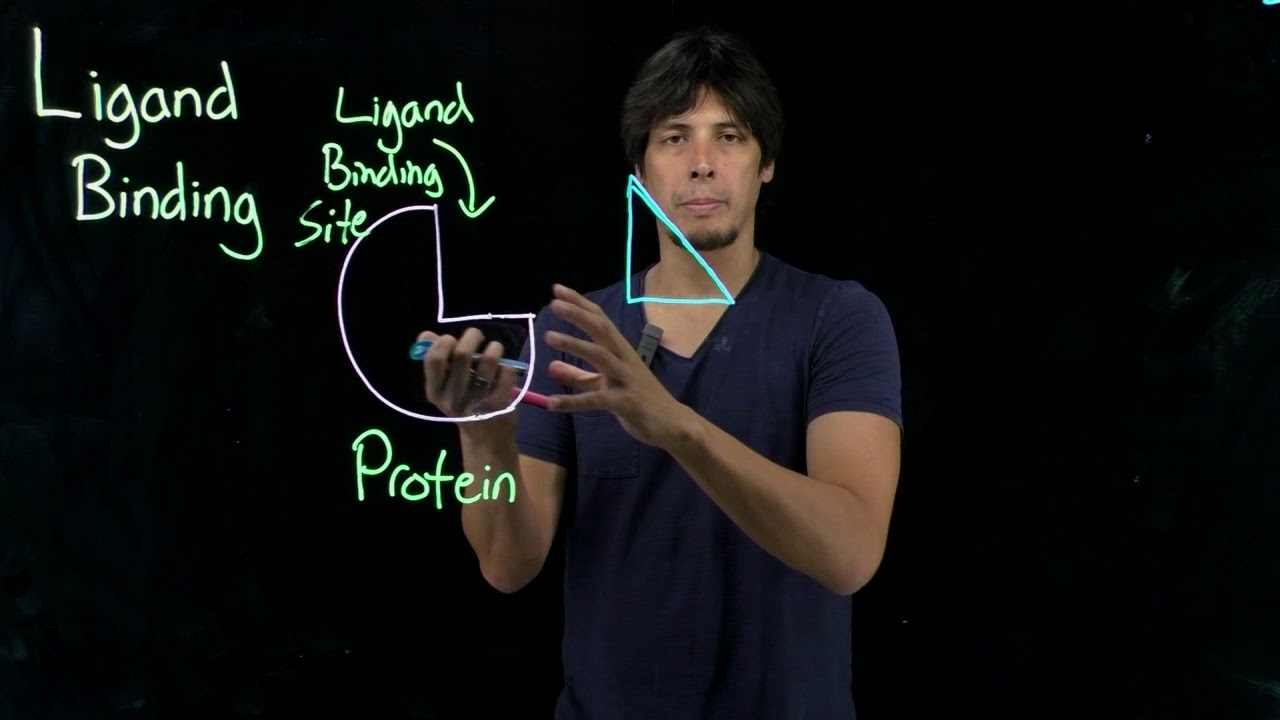 Topic 6.2 - Ligand binding proteins