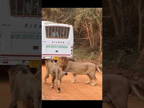 NandanKanan | Bhubaneswar #zoo #nandankanan #bhubaneswar #lion #shorts #animals