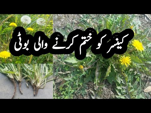 Green Dandelion leaves || Dandelion Tea Amazing benefits ککروندے کے فائدے
