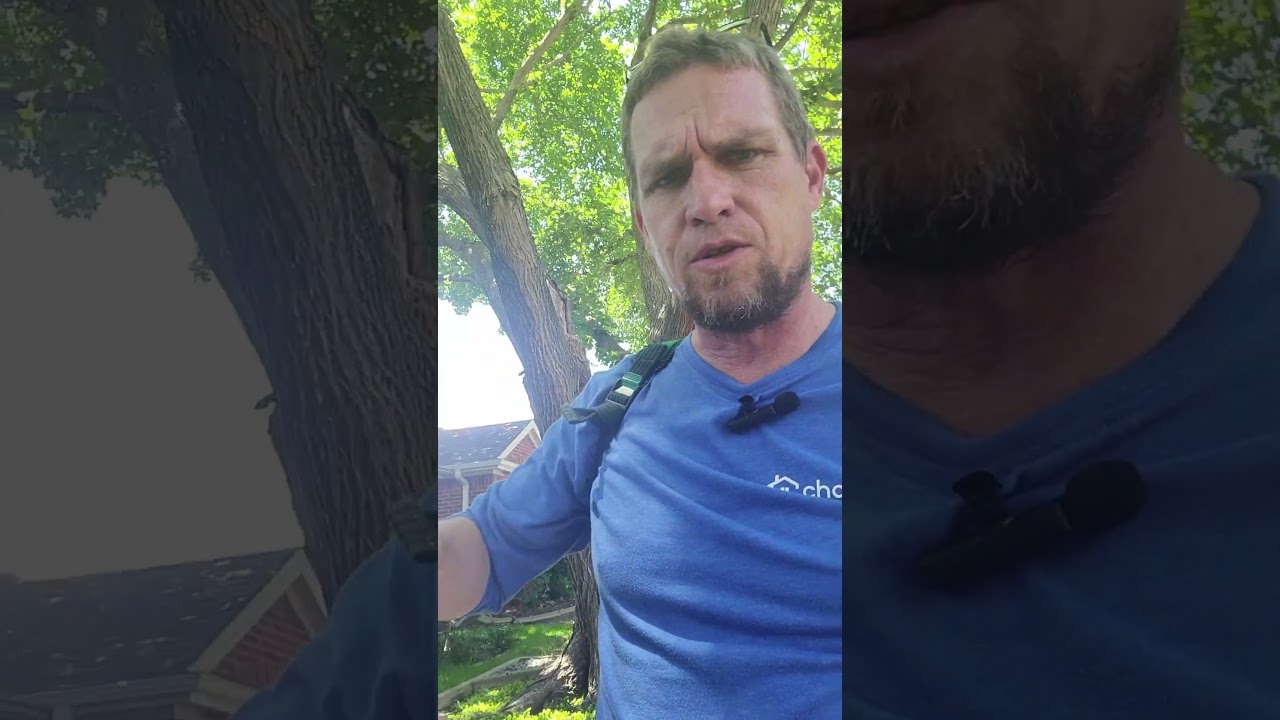 TREE Risk Assessment by an ISA CERTIFIED ARBORIST | 2023 #shorts #tree #arborist #ISA