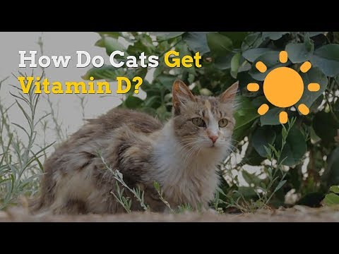 How Do Cats Get Vitamin D | What Foods Have This Vitamin