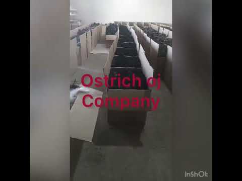 wholesaler ostrich feather
