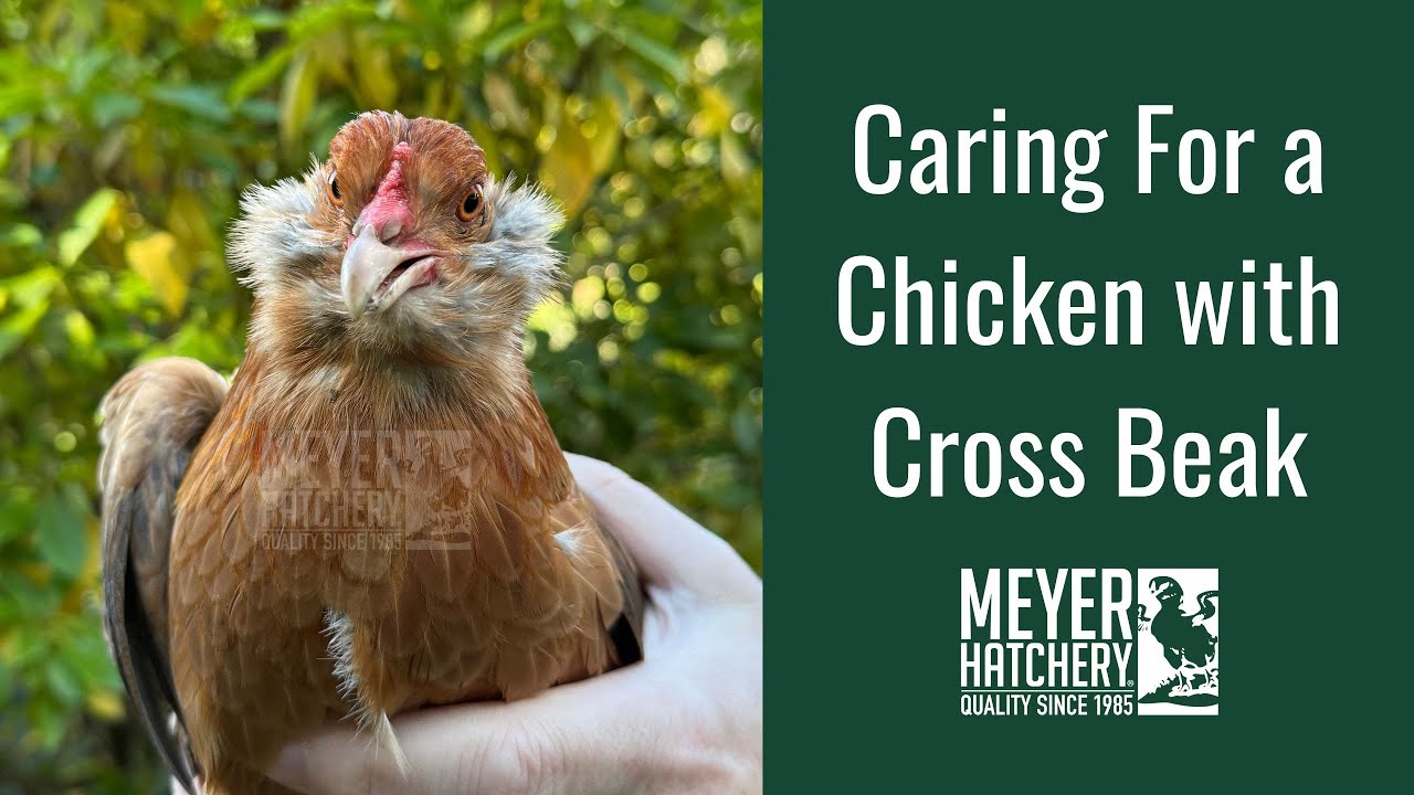 Caring For a Chicken with Cross Beak