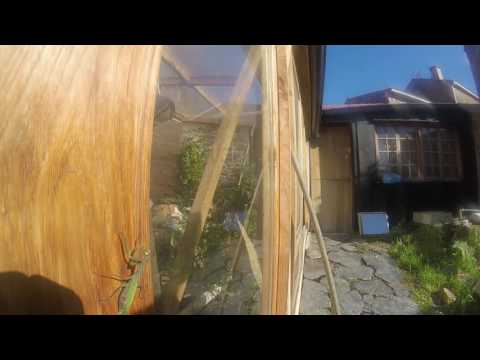 🔵 Praying Mantis - Sphodromantis Viridis - ESL British English Pronunciation
