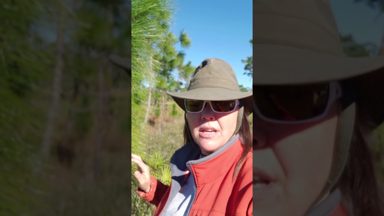 Longleaf pine vs. Slash Pine identification
