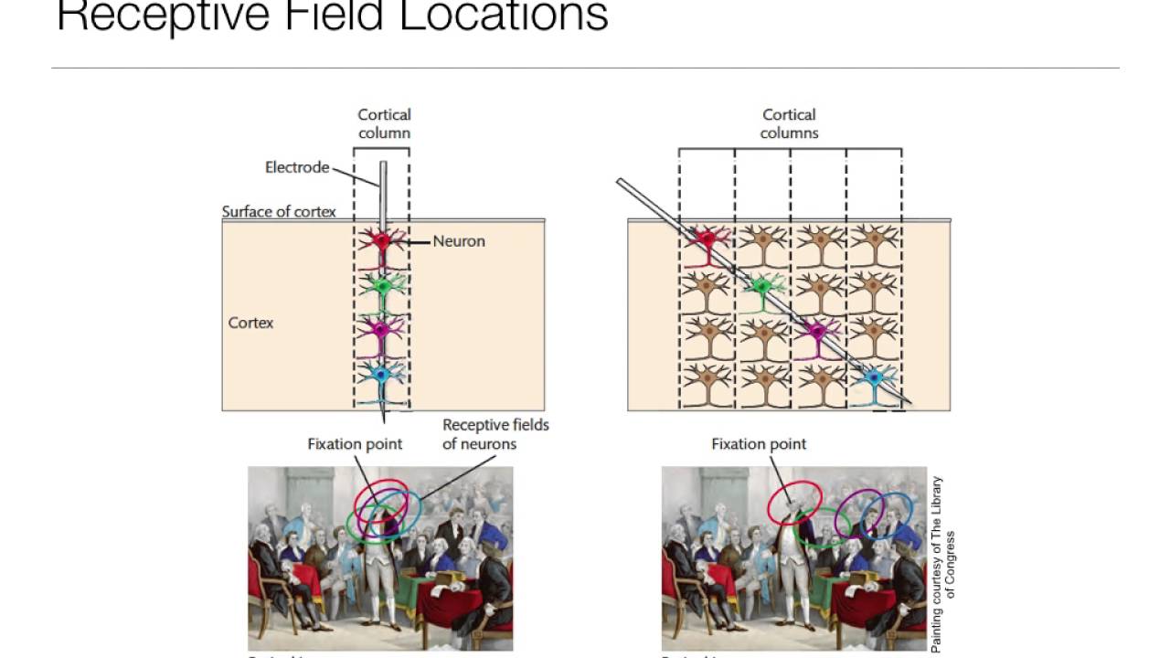 Perception: 3.2 Primary Visual Cortex (Fall 2016)