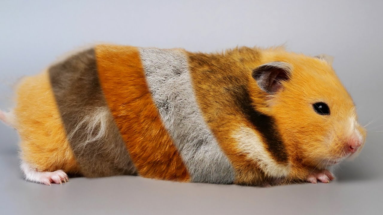 Every Hamster Colour Explained