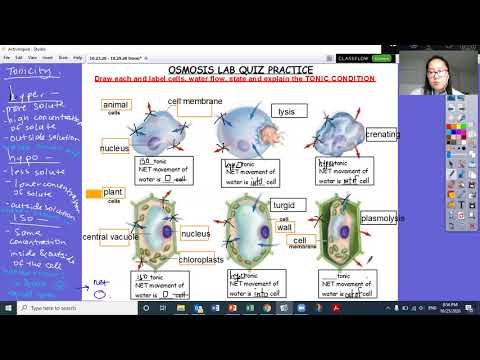 Ms Sun's Osmosis Quiz Review
