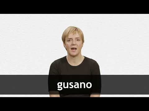 English Translation of “GUSANO” | Collins Spanish-English Dictionary