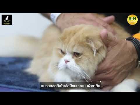 Scottish Fold - Top Cat by Chris Christensen's Grooming products by Rui Da Silva