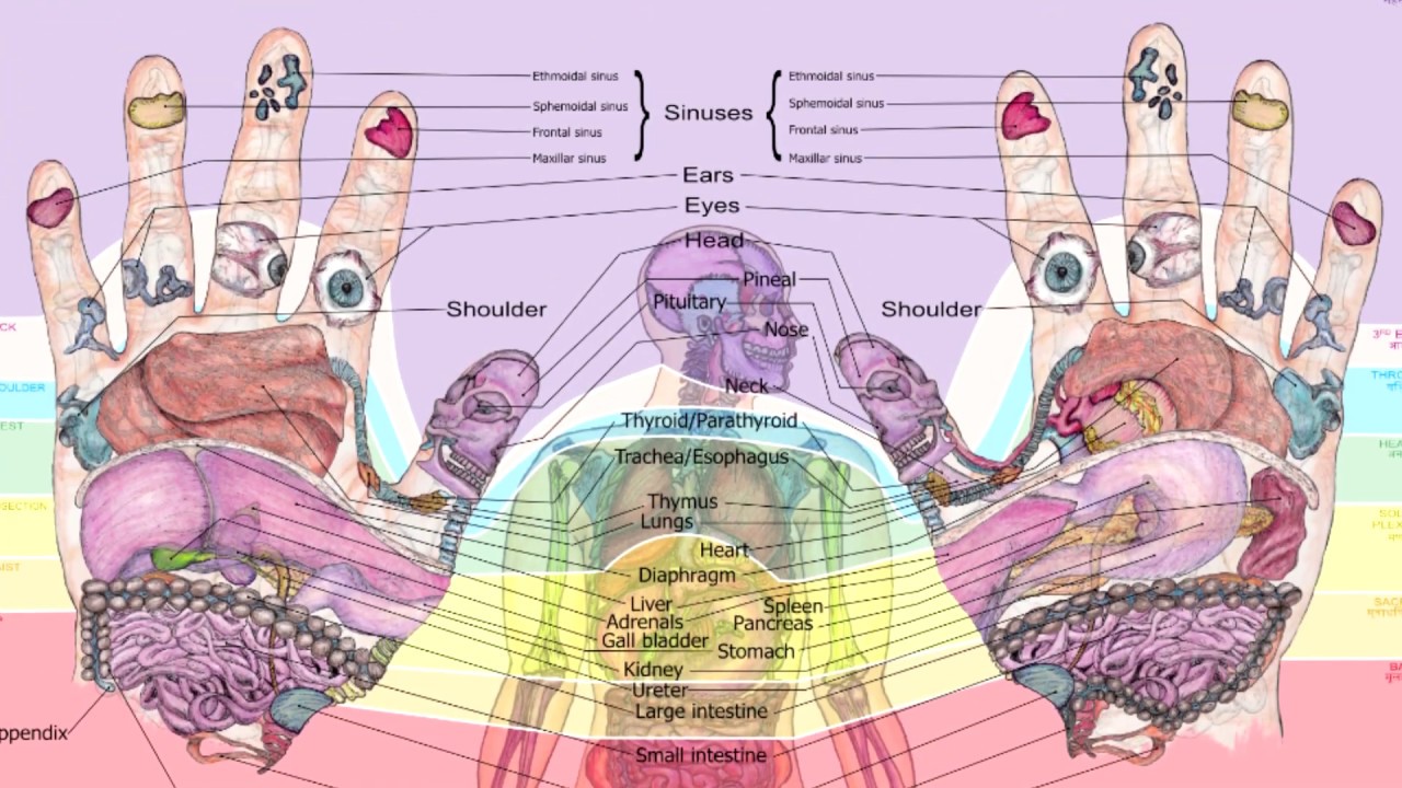 Balancingtouch's Reflexology Hand Chart