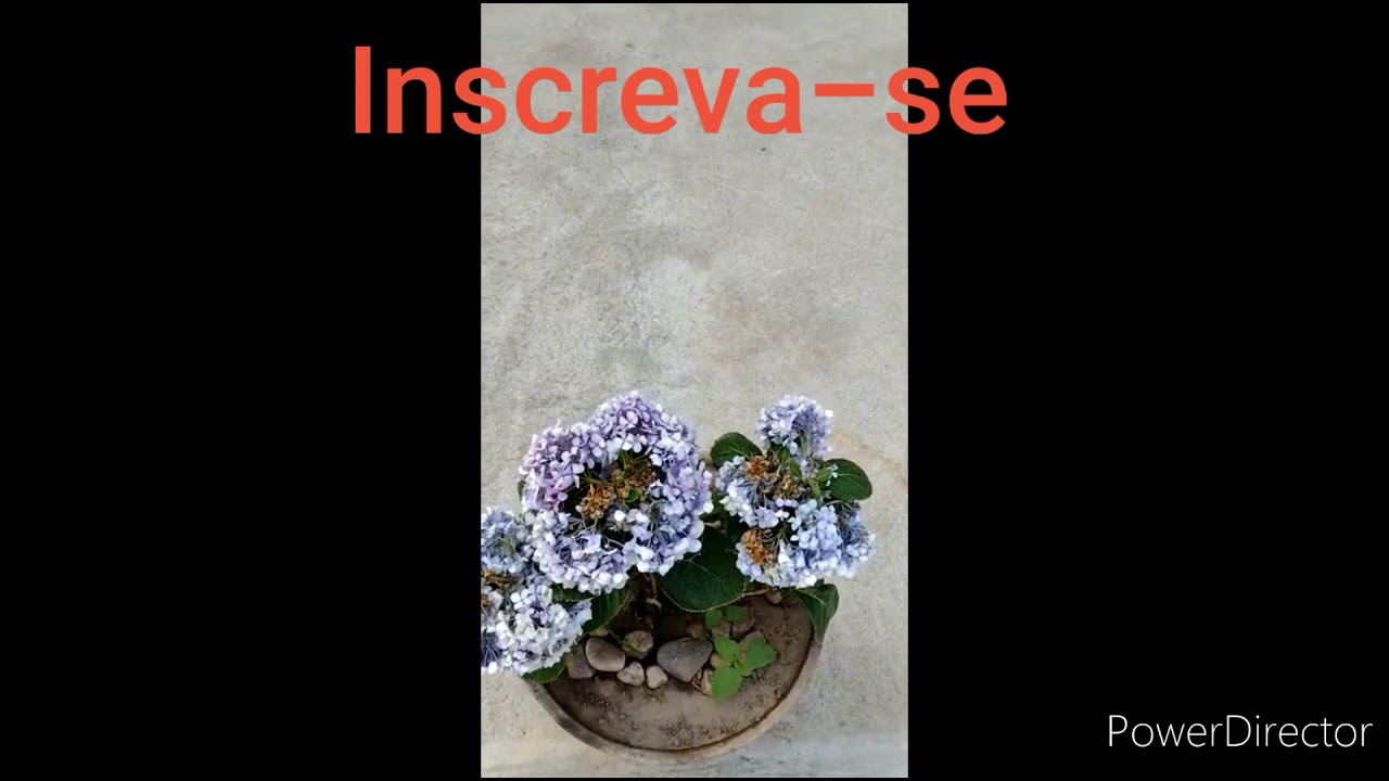 Lindas flores #Shorts