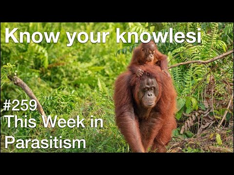 TWiP 259: Know your knowlesi