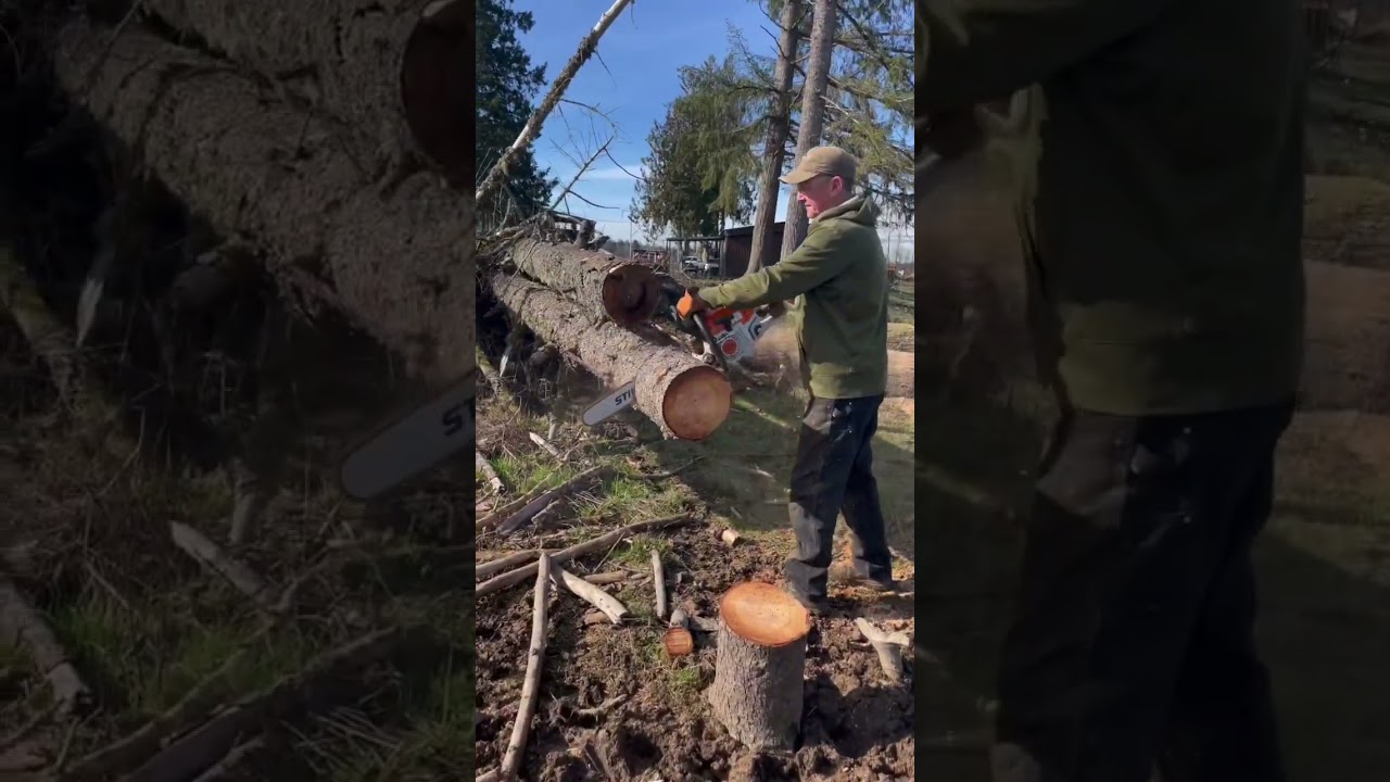 A lifeskill everyone should have. How to make firewood out of a downed log. Love, Dad