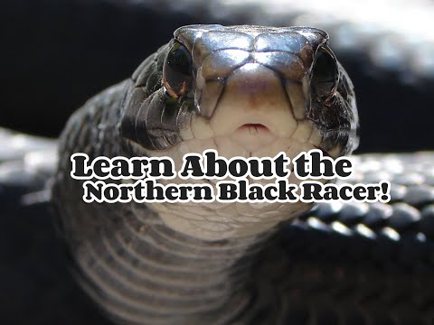 Learn About Snakes! - Northern Black Racer