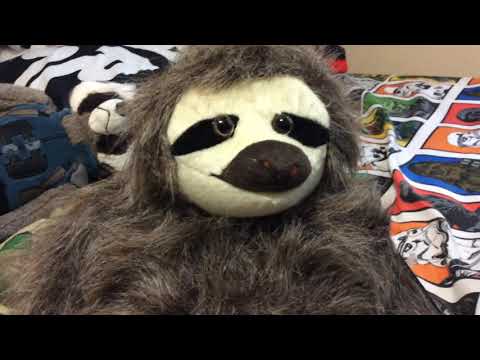 What is in a $55 sloth adoption kit from World Wildlife Fund?