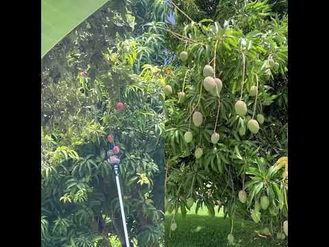 Mango Madness: How to Pick the Perfect Mango | FRUIT SEASON π π π π π π
