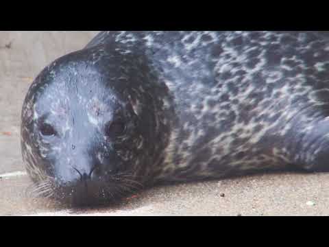 Blank Park Zoo Announces the Seal Pup's Name and Picks the Winner Between Iowa & Iowa State