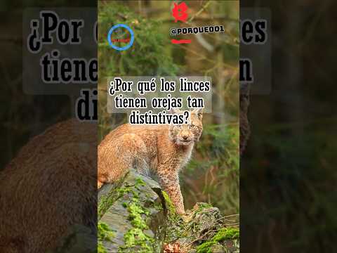 ¿Por qué los linces tienen mechones en las orejas? 🐾#Biología #Fauna #Linces #porque001