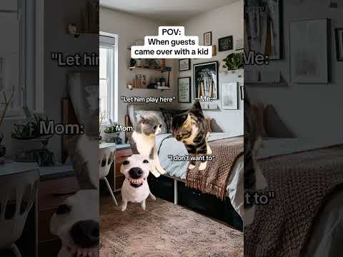 CAT MEMES ๐ฑWhen guests came over with a kid #catmemes #relatable #relationship