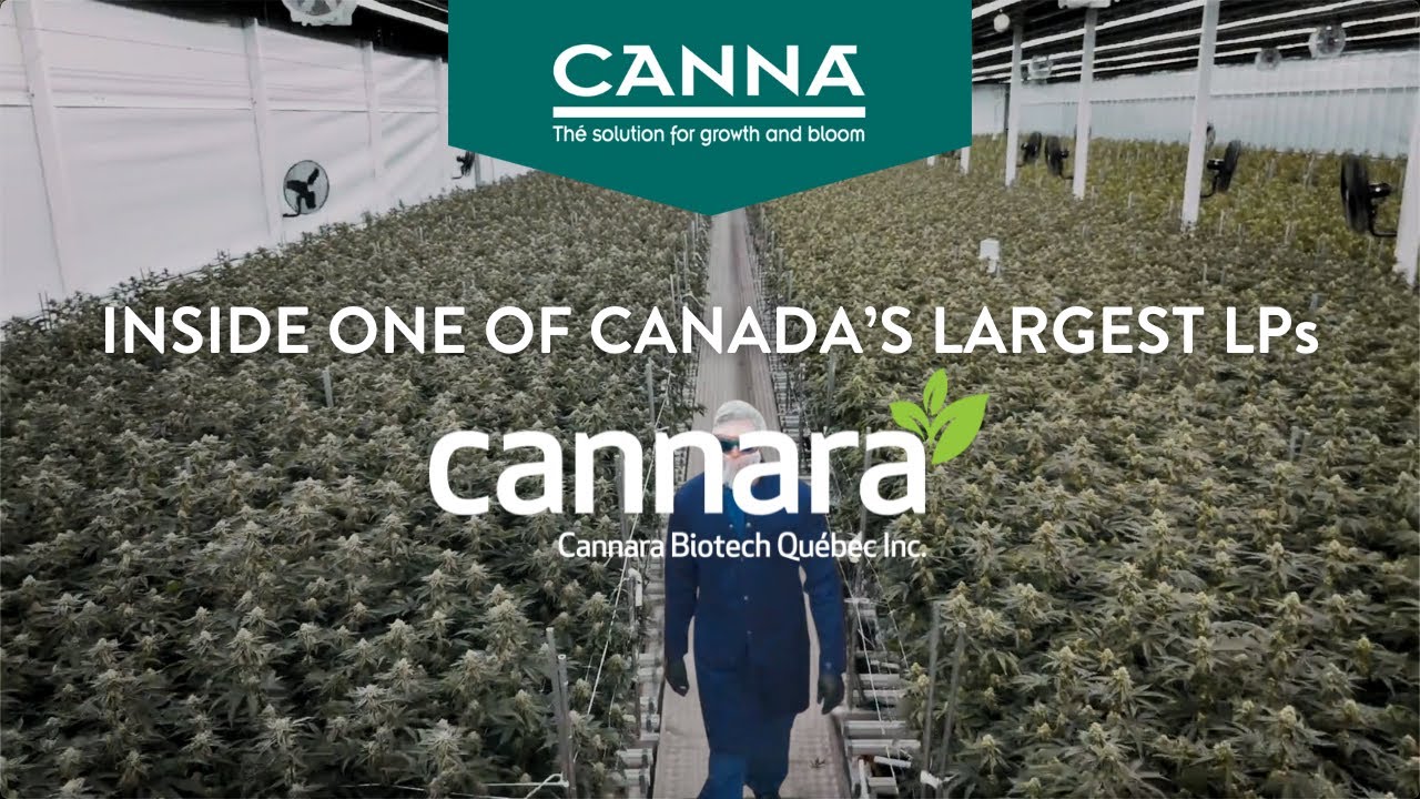 Inside Canada’s Largest Cannabis Producer: Cannara Biotech’s Success with CANNA Nutrients