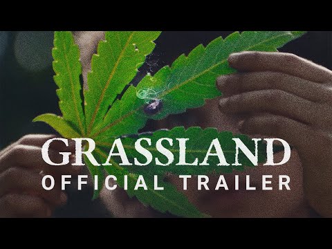 Movie Preview: Nostalgic for the “Weeds” days of illegal marijuana ...