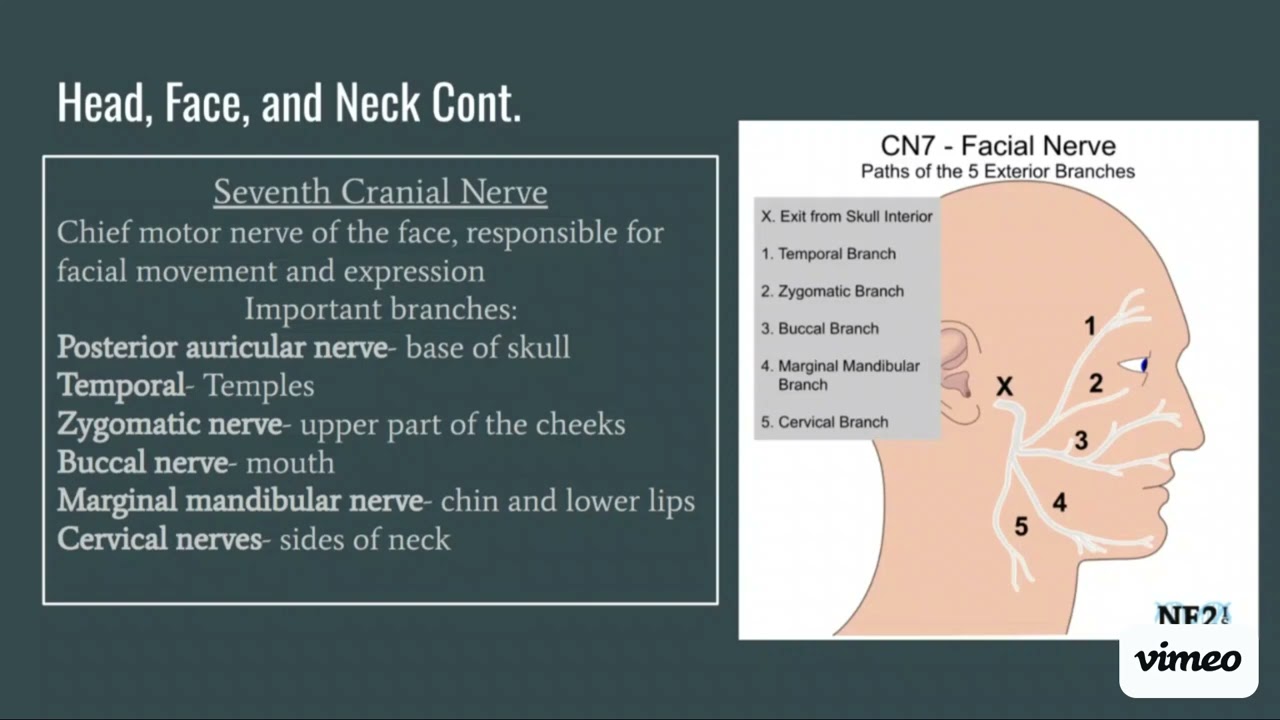 Nervous System Powerpoint