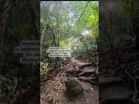 Komorebi (木漏れ日) - a Japanese word describing the play of sunlight filtering through leaves