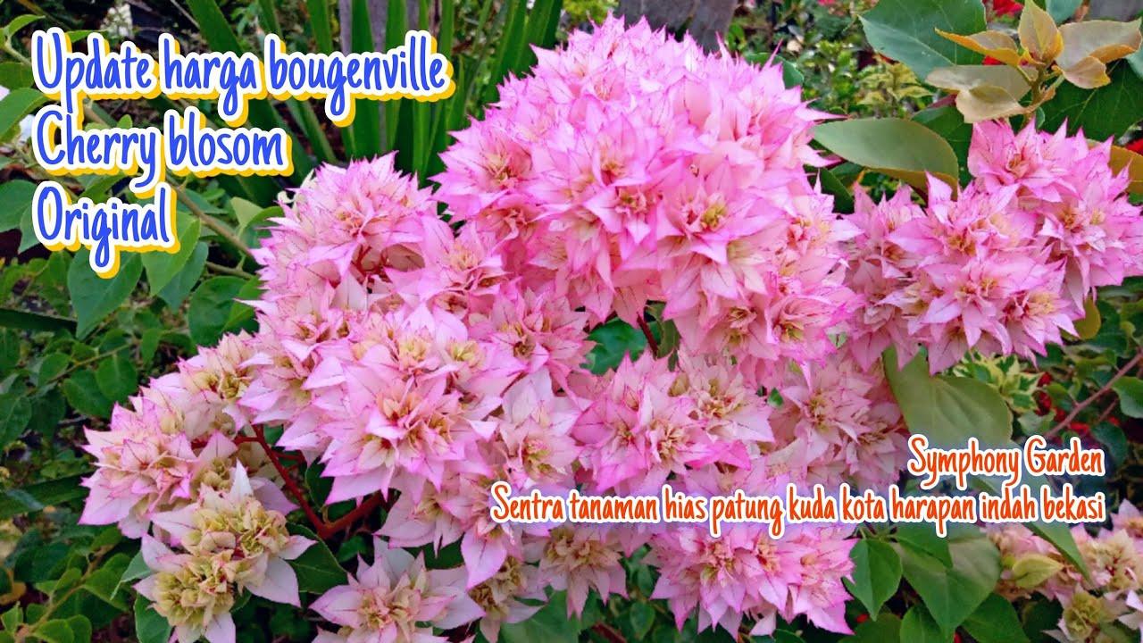 harga bougenville bunga tumpuk cherry blossom | harga bougenville bekasi