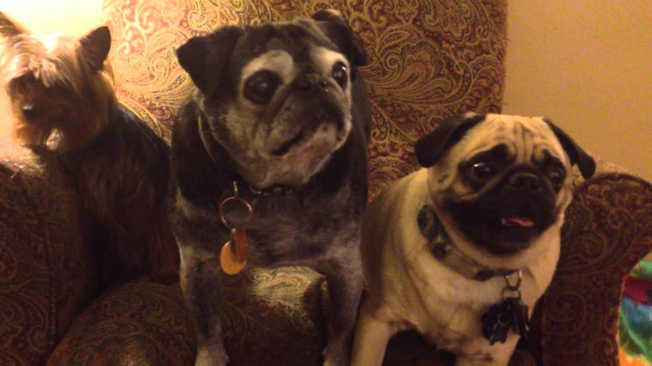 Snickers, Mojo, & Jax