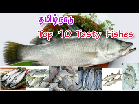 Top 10 Tasty Fishes in Tamilnadu | Top 10 Fishes in Tamilnadu | Top 10 Tasty Fish | World's Top 10