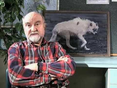 "Alpha" Wolf?
