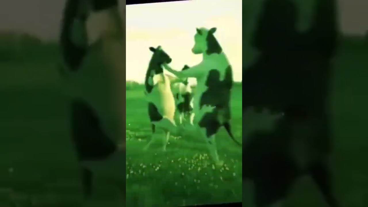 Cow dance meme template #memetemplate #reels #trending