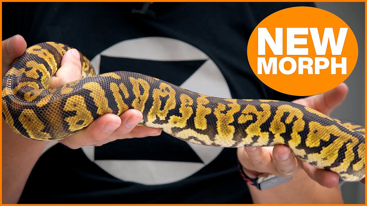 TORNADO - New Ball Python Project! | #Hetflix 209