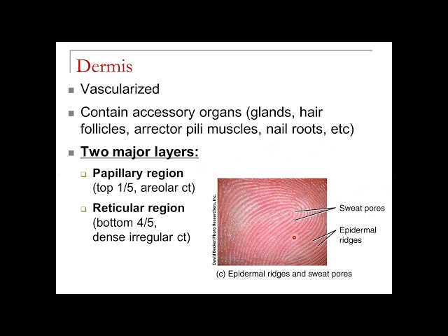 Understanding the Dermis, Hypodermis, and Skin Color: A Comprehensive ...