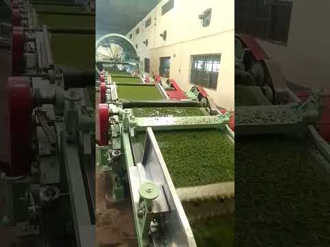 CTC tea manufacturing