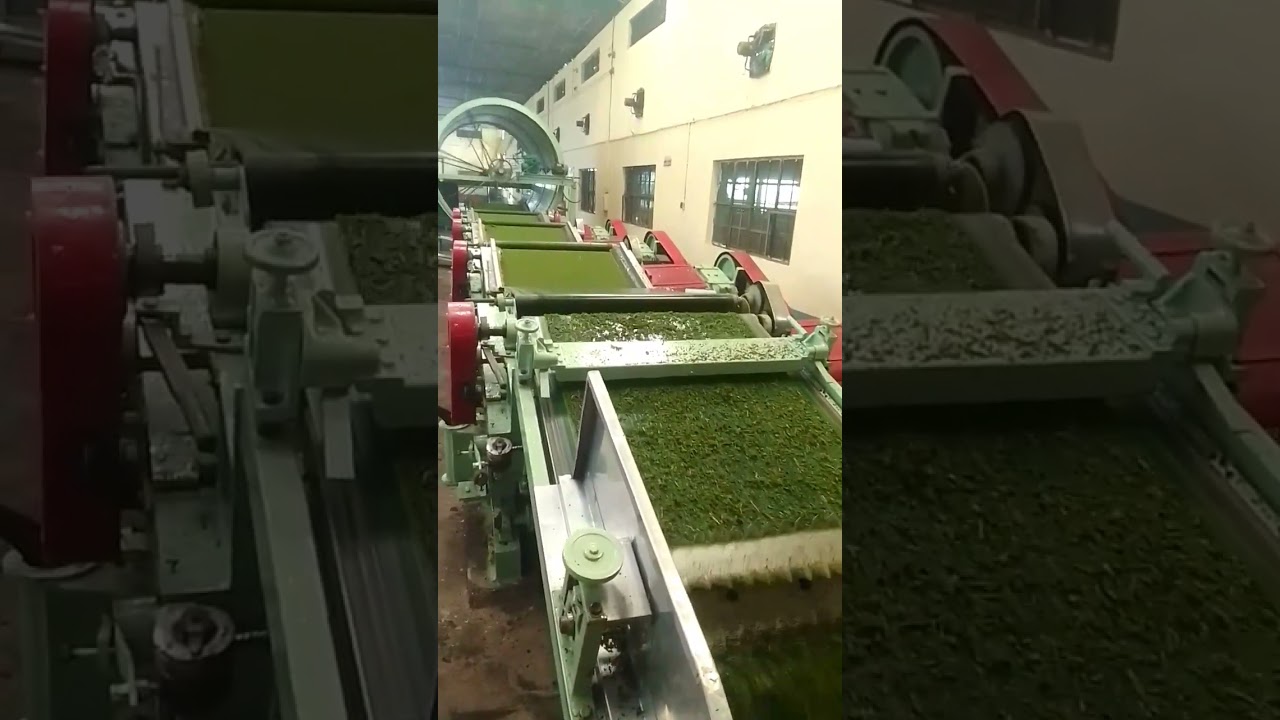 CTC tea manufacturing