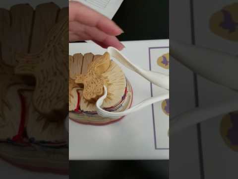 Nerve Labeling, Roots!