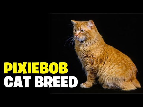 Manx Cat Breed 101-Unraveling the Mysteries of These Tailless Felines