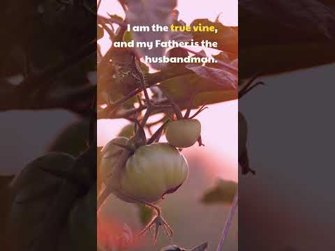 The True Vine: #bibleshorts @biblicalnews