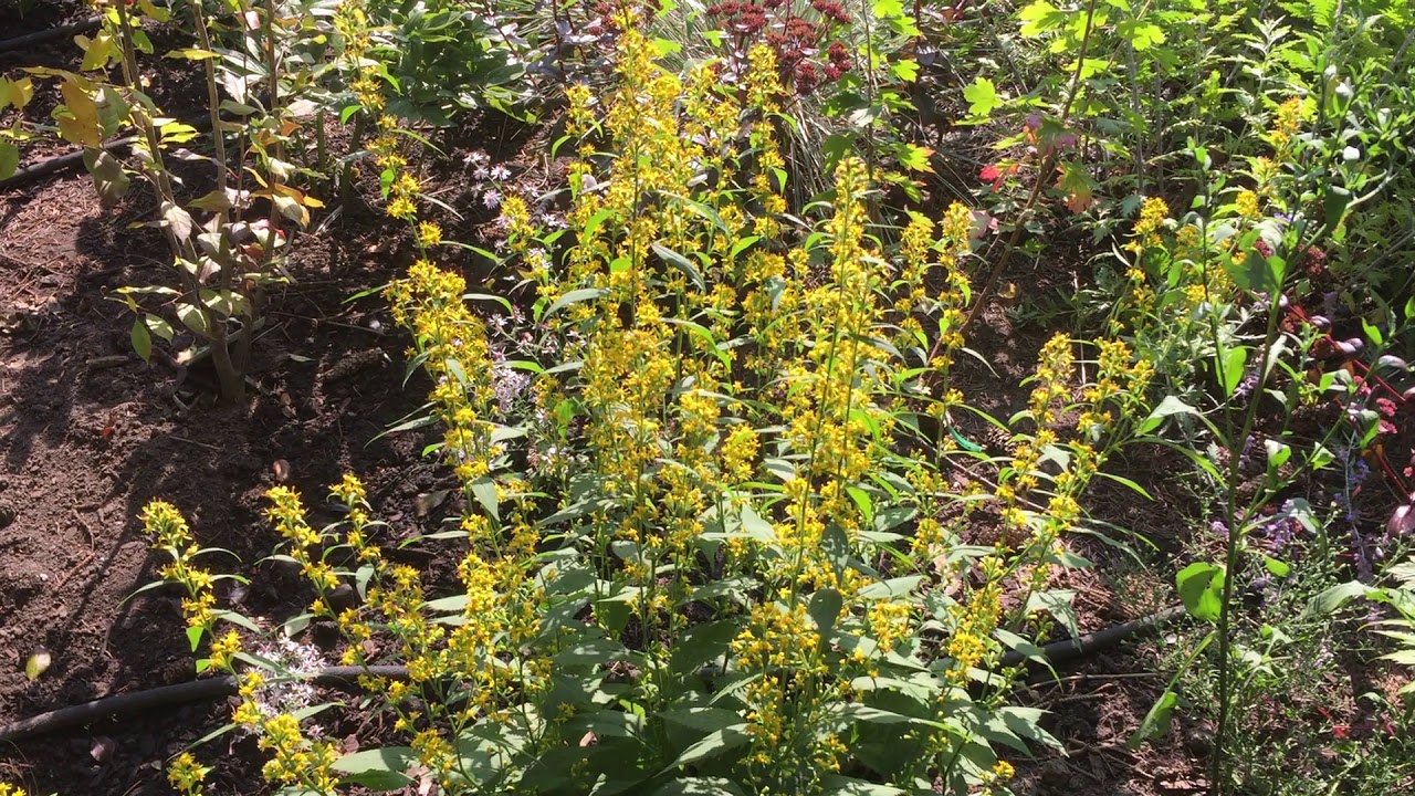 Pollinators on Zigzag Goldenrod
