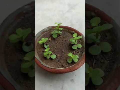 Grow jade plant from cuttings.