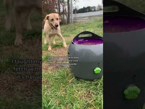 Clever Doggo Uses Machine to Play Fetch with Herself || ViralHog