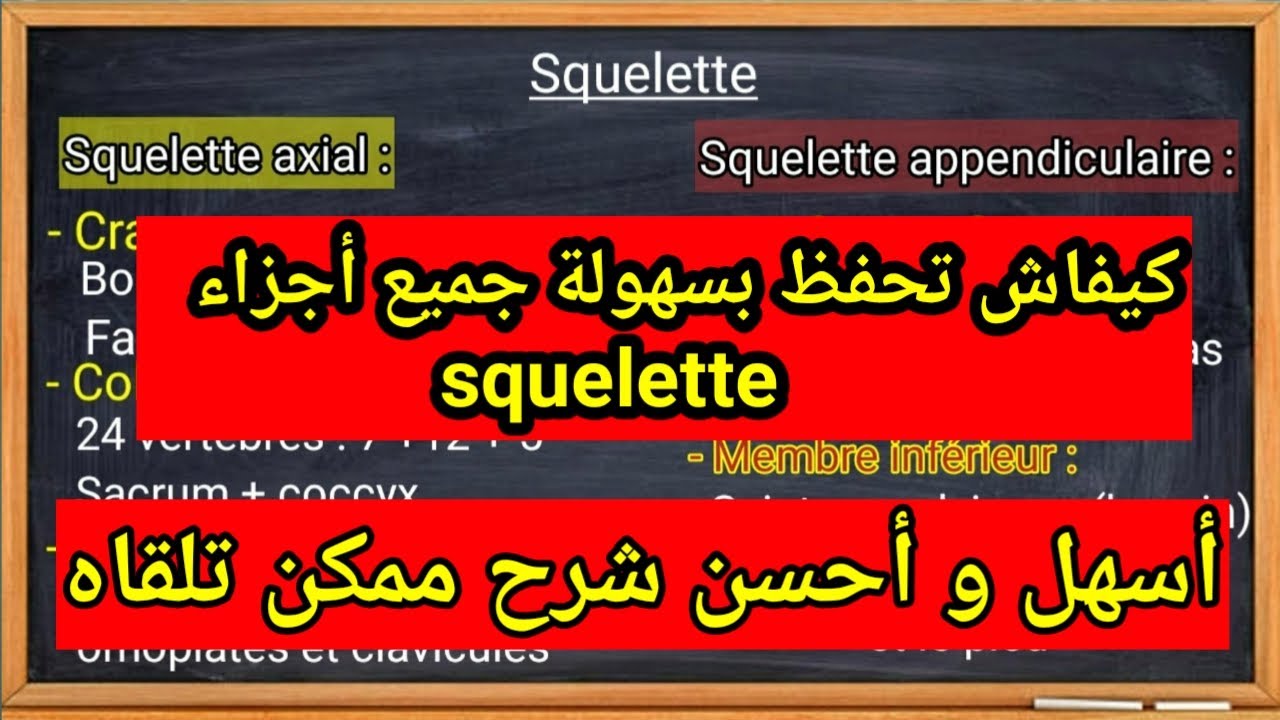 Classification facile du squelette axial et appendiculaire 🦴