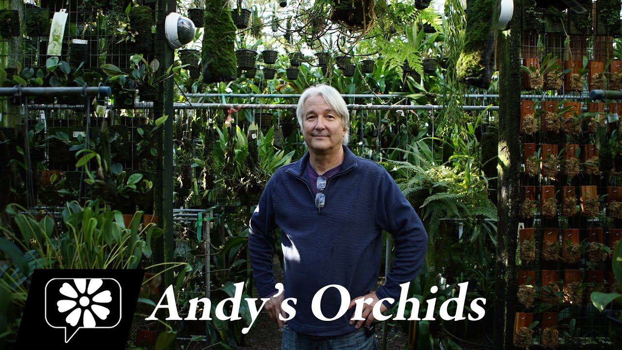 Andy's Orchids
