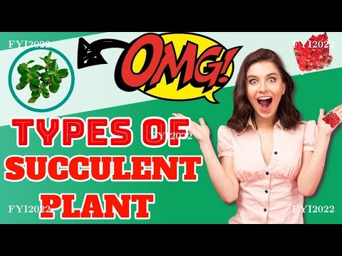 Types Of Succulent Plants - What's The Name Of My Succulent?